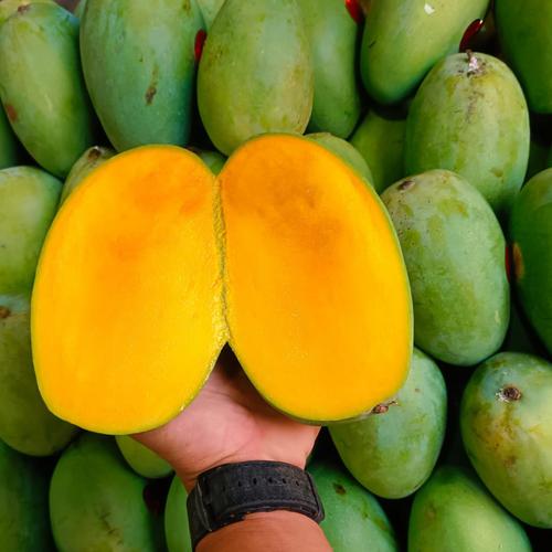 Jual Mangga harum manis | mangga harum manis super | mangga arum manis ...