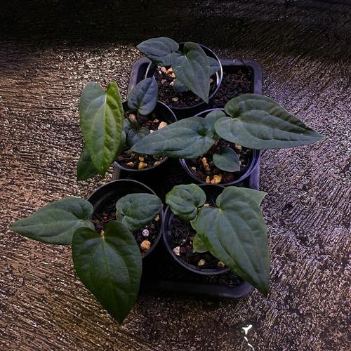 Jual anthurium papillilaminum fort sherman x red vein dark phoenix ...
