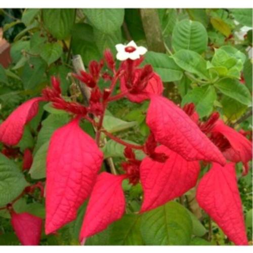 Jual Tanaman Bibit Nusa indah Bunga merah sudah berbunga - Kota ...