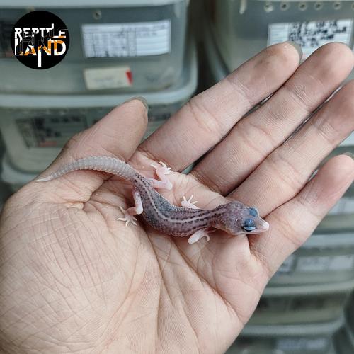 Jual Leopard gecko Super snow Raptor - Kota Tangerang - Reptile Land ...