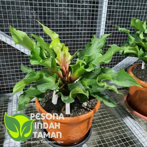 Jual Anthurium obor merah super red economis - Tanaman hias anthurium ...