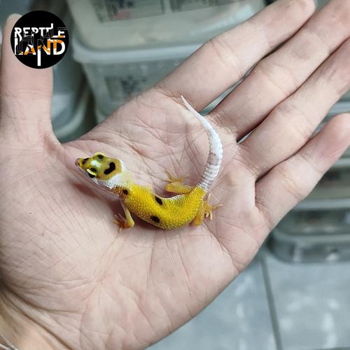 Jual Mainan Leopard gecko Premium Pilihan Raptor Mack Snow Tang stripe ...