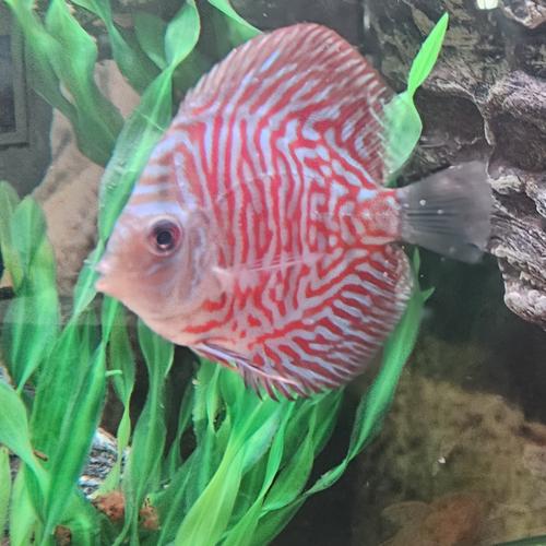 Jual ikan discus Tiger 3 inch up - Kab. Tangerang - Dentiscus | Tokopedia