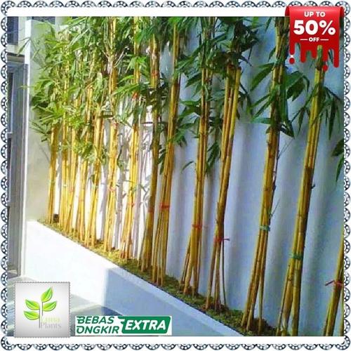 Jual bambu kuning/tanaman pagar /tanaman pagar terbaik - Kab. Bogor ...