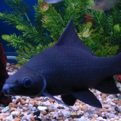 Jual ikan dasar/ikan pemakan sisa kotoran/ikan langka/ikan aquascspe ...