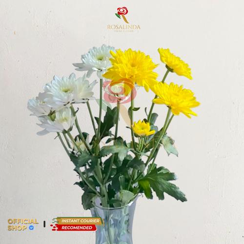 Jual Bunga Aster Jimla / Aster Gymla Spray / Bunga Potong Segar ...