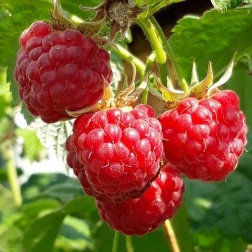 Jual Bibit tanaman buah rasberry/ raspberry plant/ tanaman hidup - Kab ...