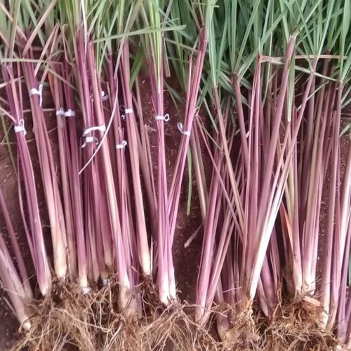 Jual 25 Serai Merah Wulung SUPER Sereh Wangi Wulung Tanaman Obat LANGKA ...