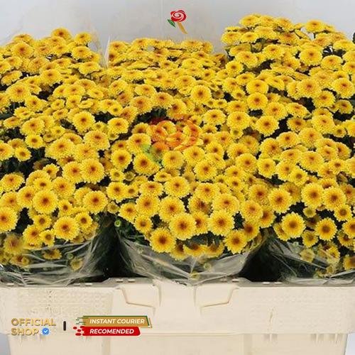 Jual Bunga Aster Calimero / Kermit / Aster Spray / Bunga Potong Segar ...