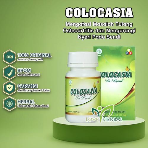 Jual COLOCASIA OBAT HERBAL NYERI SENDI DAN TULANG COLOCASIA ASLI 100% ...