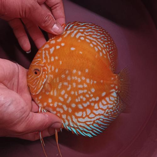Jual ikan discus Yellow Rafflesia 5,5 inch - Kab. Tangerang - Dentiscus ...