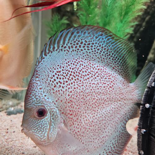 Jual ikan discus Blue Face Panthera 5 inch - Kab. Tangerang - Dentiscus ...