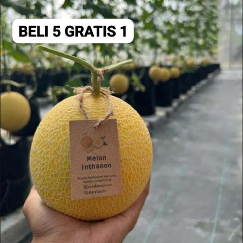 Jual 50 Benih Bibit Biji Melon GOLDEN EMERALD INTHANON, Japan Premium ...