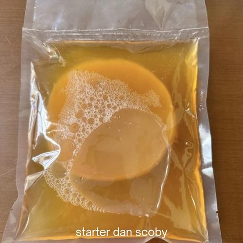 Jual Kombucha Baby Scoby sehat aktif + starter usia minimal 1 bulan ...