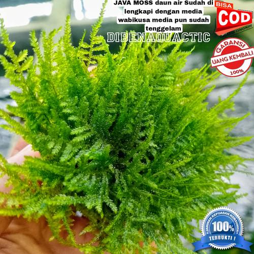 Jual Java Moss di lengkapi dengan media wabikusa tanaman aquascape tanaman air - Kab. Bogor ...
