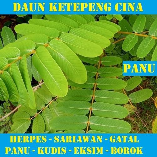 Jual AMPUH OBAT PANU Obat BISUL Obat GUDIK Obat HERPES Obat PANU Obat ...