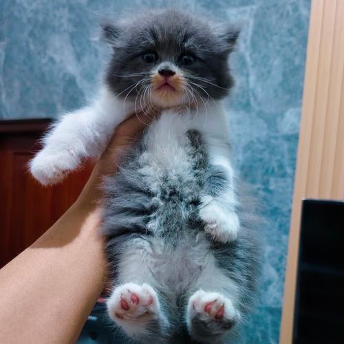 Jual kucing bicolor bsh munchkin - Kota Surakarta - karebetcat | Tokopedia