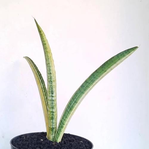 Promo Sansevieria Roxburghiana varigata - Kota Bekasi - sanseeds ...