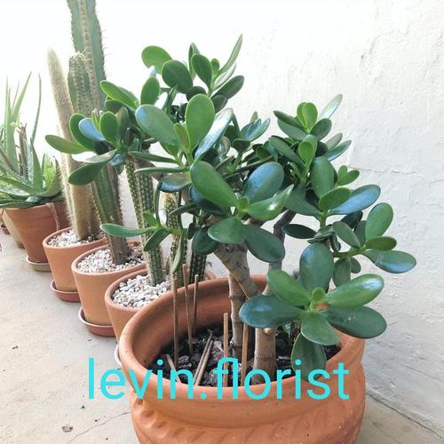 Jual Crassula ovata green / jade plant hijau money tree sukulen ...