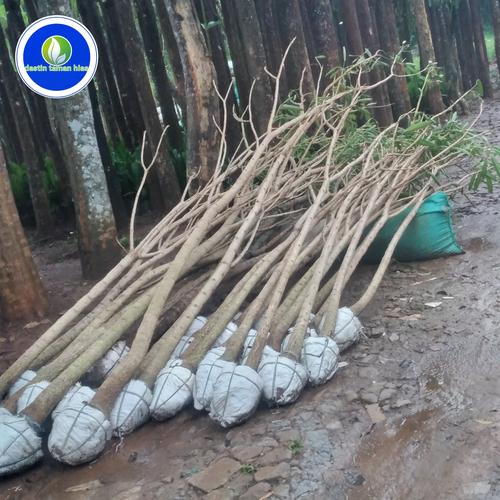 Promo Pohon/tanaman tabebuya bunga kuning tinggi 3 meter - Kab. Bogor ...