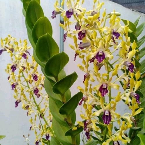 Jual Tanaman hias anggrek dendrobium dewasa varian warna dan jenis ...