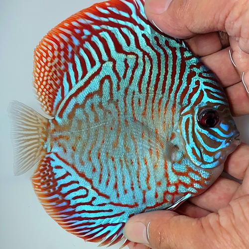 Promo discus tiger turquoise blood line discus white tiger / ikan ...