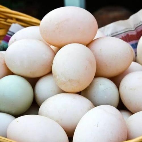 Jual Asli Bergaransi Telur Entok Jumbo Fertil Bisa Ditetaskan Asli ...