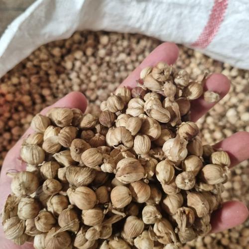 Jual KAPULAGA JAWA WHITE CARDAMOM KAPULOGO KERING PREMIUM RUMAH REMPAH ...