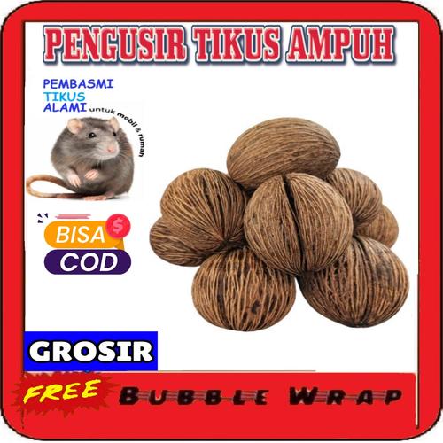 Jual Alat Pengusir Tikus anti tikus Buah simpalak / buah bintaro bkn ...
