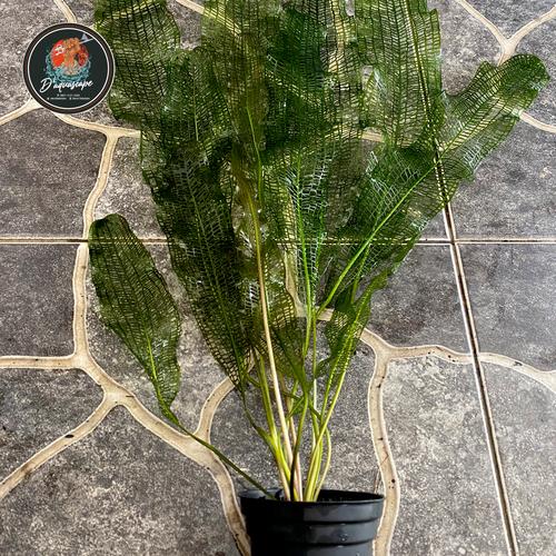 Jual tanaman aquascape madagascar aponogeton 20cm up - Kab. Malang - D ...