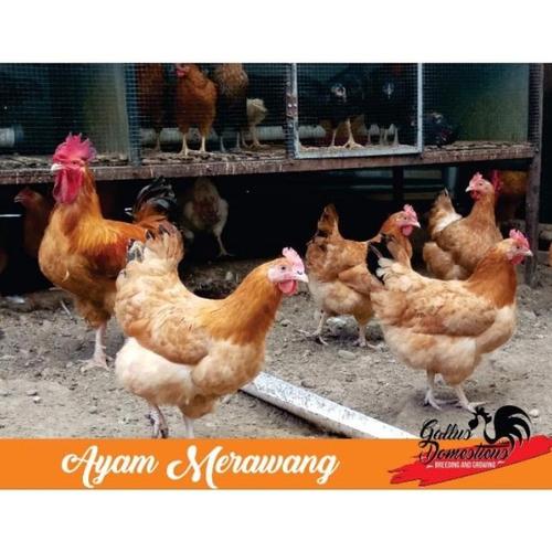 Jual Asli Bergaransi Telur Fertil Ayam Merawang Ayam Pedaging ...