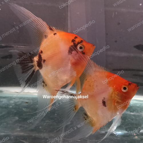 Jual Manfish red devil pair sepasang real pict video - Jakarta Selatan ...