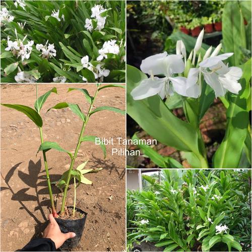 Jual Bibit tanaman gondosuli herbal ginger lily gandasuli dan rimbun ...