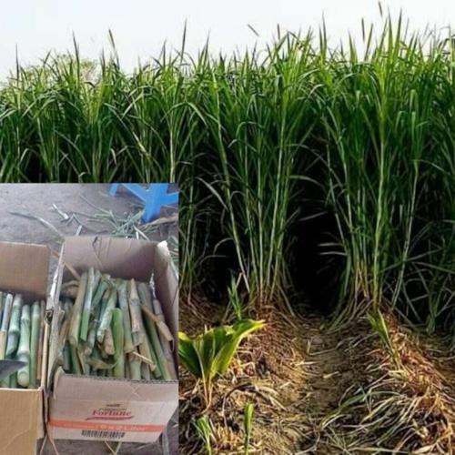 Jual MURAH Rumput Zanzibar SUPER 100 Benih Stek Bibit Rumput Pakchong ...