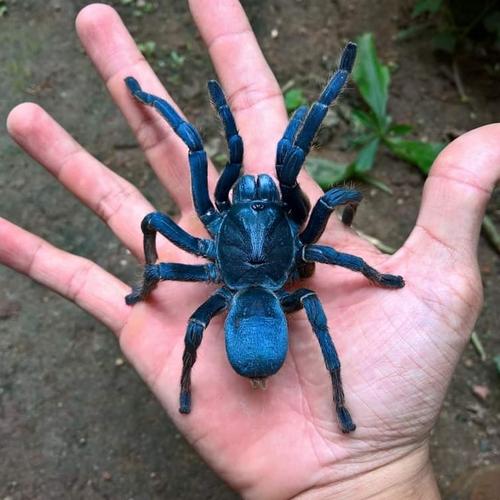 Jual Exotic Pet Tarantula Ornithoctoninae Vietnam Silver 2cm - Kab ...