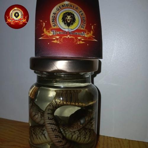 Jual awetan basah ular jali (ptyas mucosus) - Jakarta Barat - Uchiha ...