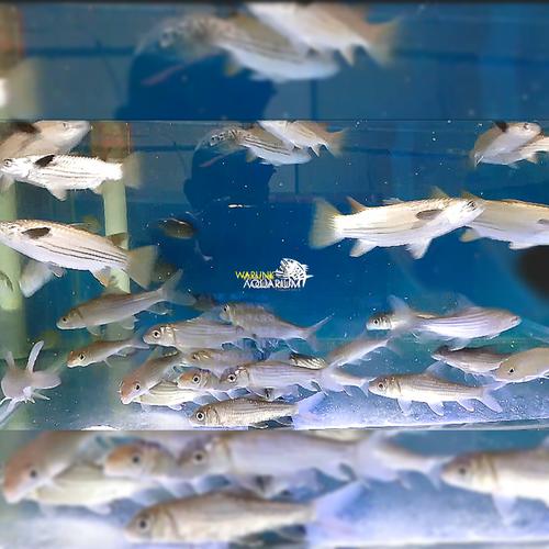 Jual Warunk Aquarium Official Ikan Hias Julieni Juleini Barb Tankmate ...