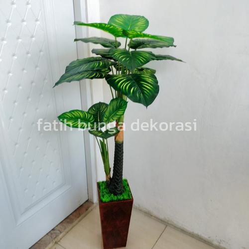 Jual Tanaman Dalam Pot Pohon Daun Semangka Cabang 2// Sudah Dengan Pot ...