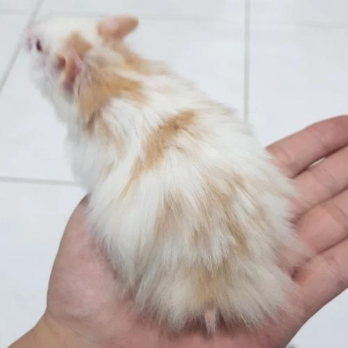 Jual hamster syrian fujiyama angora long hair - jantan & betina ...