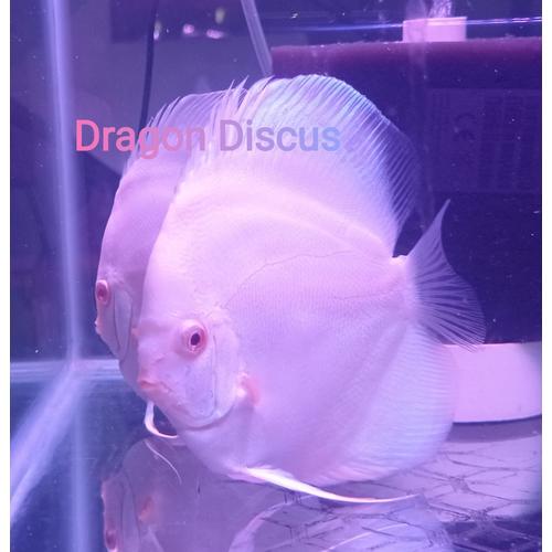 Jual Ikan Discus Albino Platinum 1,5 cm inch s/d 5" inch - 3 inch up ...