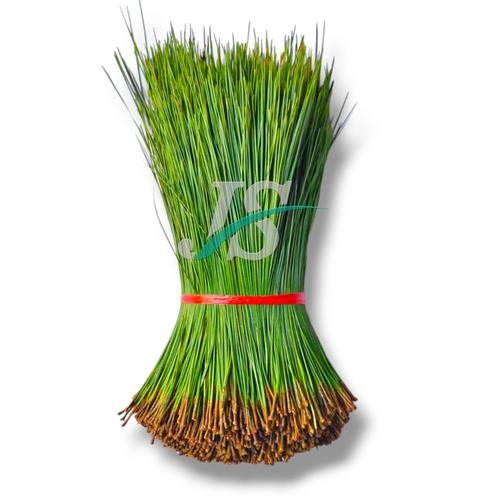 Jual Daun Pinus Segar 1.kg Daun Pohon Pinus Penes - 500 GRAM - Kab ...