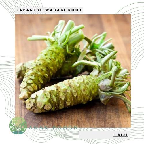 Jual Benih Bibit Biji - Japanese Wasabi Root (Eutrema japonicum) Bumbu ...