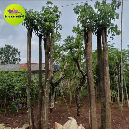 Jual POHON PULE TINGGI 4 - 5METER /POHON PULAI - Kab. Bogor - Tanaman ...