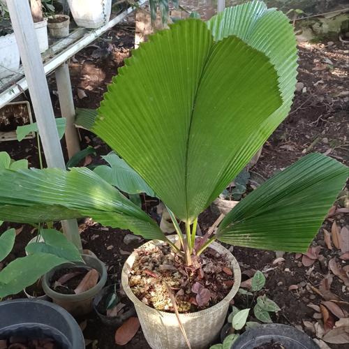 Jual Daun sang/ daun payung / daun salo - Kota Padangsidimpuan ...