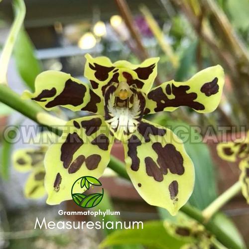 Jual Gramma Dewasa MEASURESIANUM Corak Warna Cerah Langka Rawatan Sehat - Kota Batu - OKB orchid ...