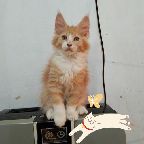 Jual Kucing kitten Mainecoon Jantan pure no mix. GARANSI KEASLIANNYA ...