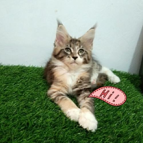 Jual kucing MaineCoon Betina Asli. line Ped CFA GARANSI KEASLIANNYA ...