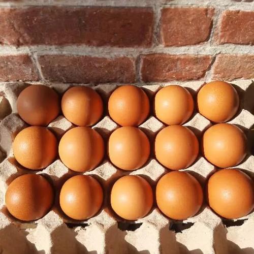 Jual Telur Negeri Omega [15 pcs] - Jakarta Barat - JS TOKO ONLINE ...