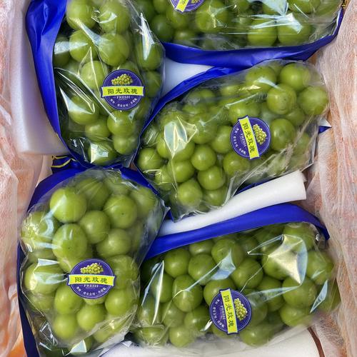 Jual Anggur muscat | shine muscat | anggur manis | muscat jumbo - 1 ...