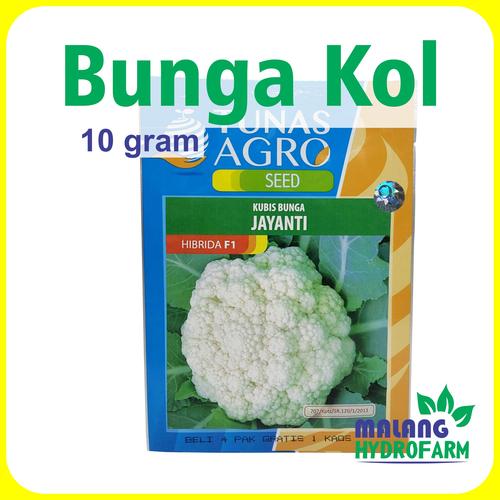 Jual Benih Bunga Kol Jayanti F1 10 gram dataran menengah bibit biji ...